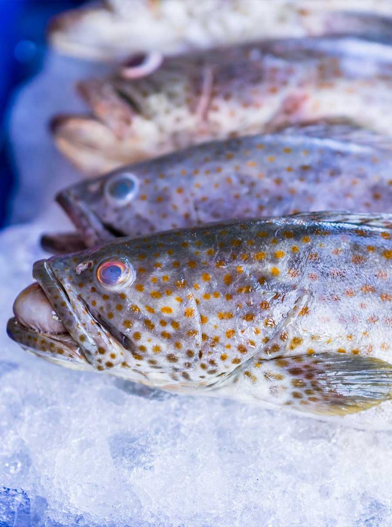 Grouper – Direct Seafood Asia