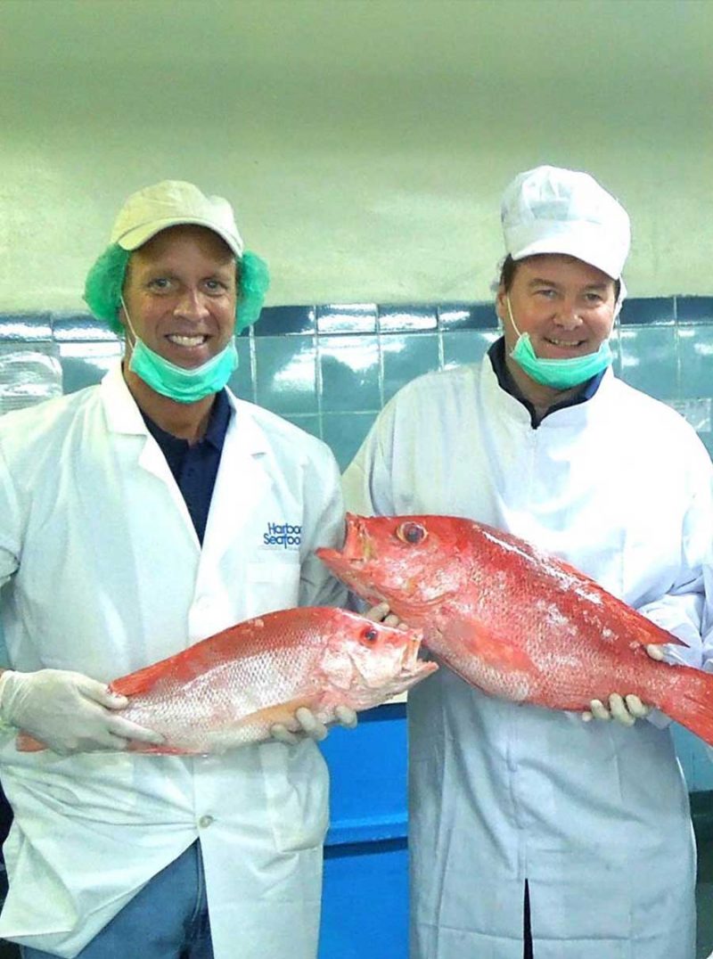 Scarlet Snapper – Direct Seafood Asia